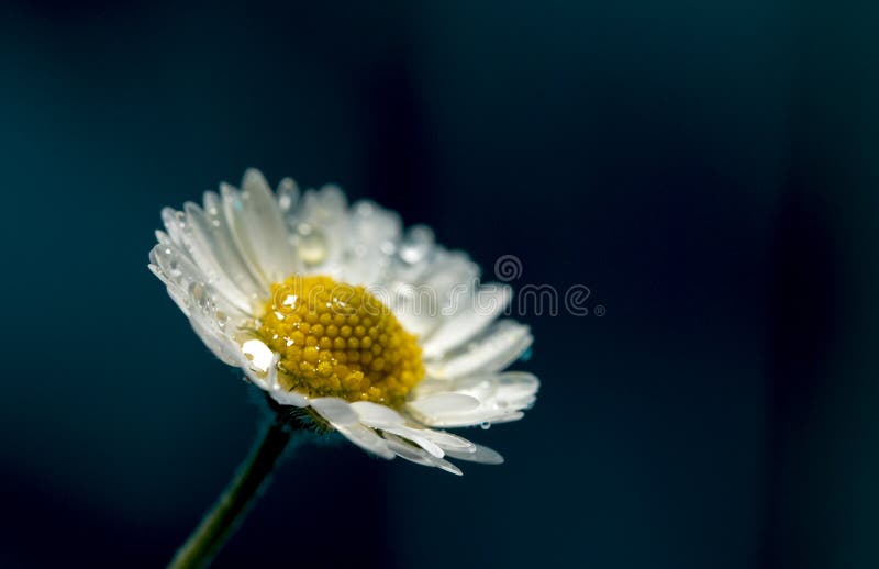 Small Fresh Daisy with Water Drop Stock Image - Image of grass, lawn ...