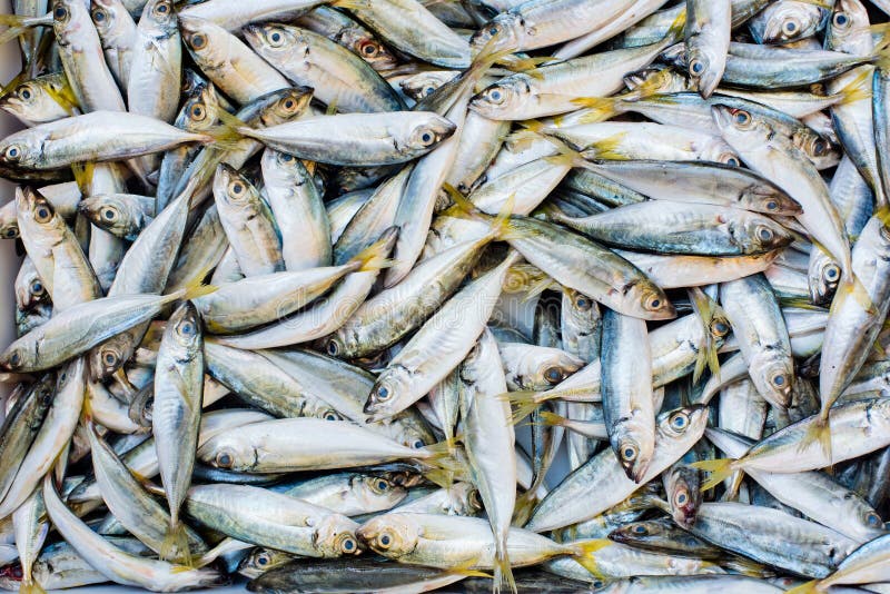 A Small Fresh Fish in a Box on the Market. Stock Photo - Image of ...