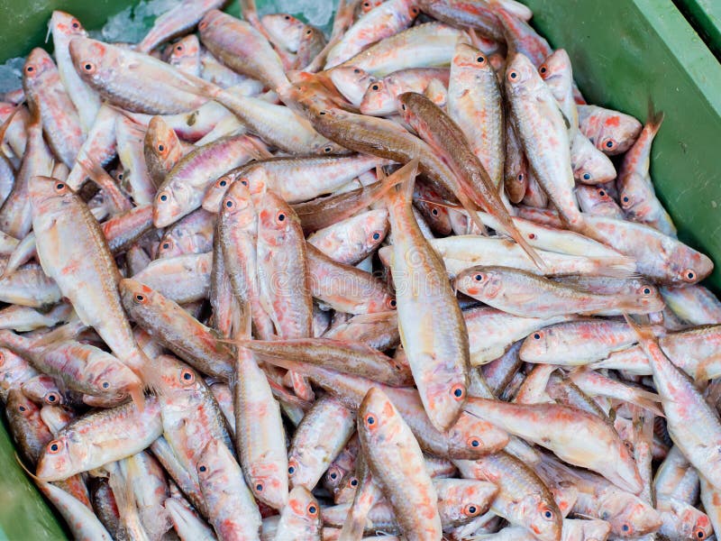 A Small Fresh Fish in a Box on the Market. Stock Image - Image of food ...