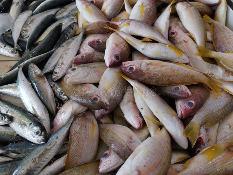 Small and Fresh Fish on Fishmonger S Stall. Stock Image - Image of ...