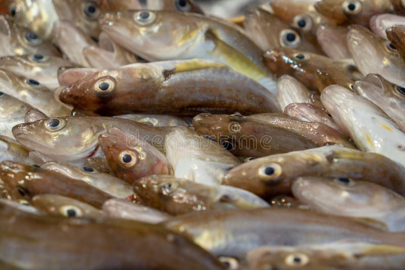 Small Fresh Fish on the Stand of a Trader at the Fish Market Stock ...