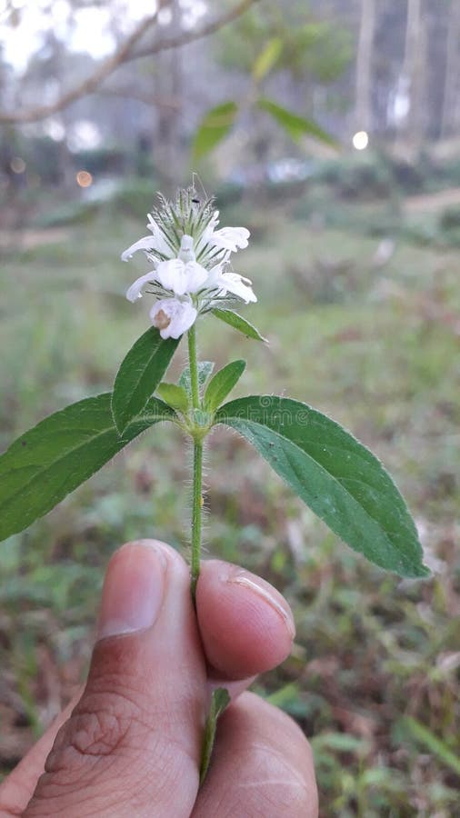Small Fresh Flowers that Bloom Beautifully Stock Image - Image of bloom ...