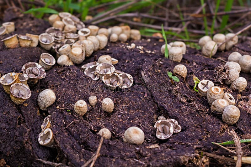 Small Fresh Fungus on the Ground Captured during the Summertime Stock ...