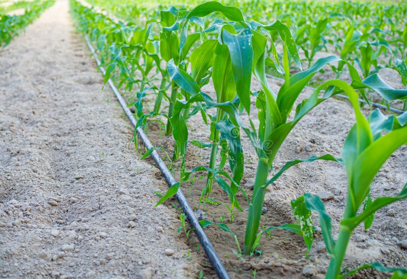 Small Fresh Green Corn Plants are Grown Using the Drip Irrigation ...
