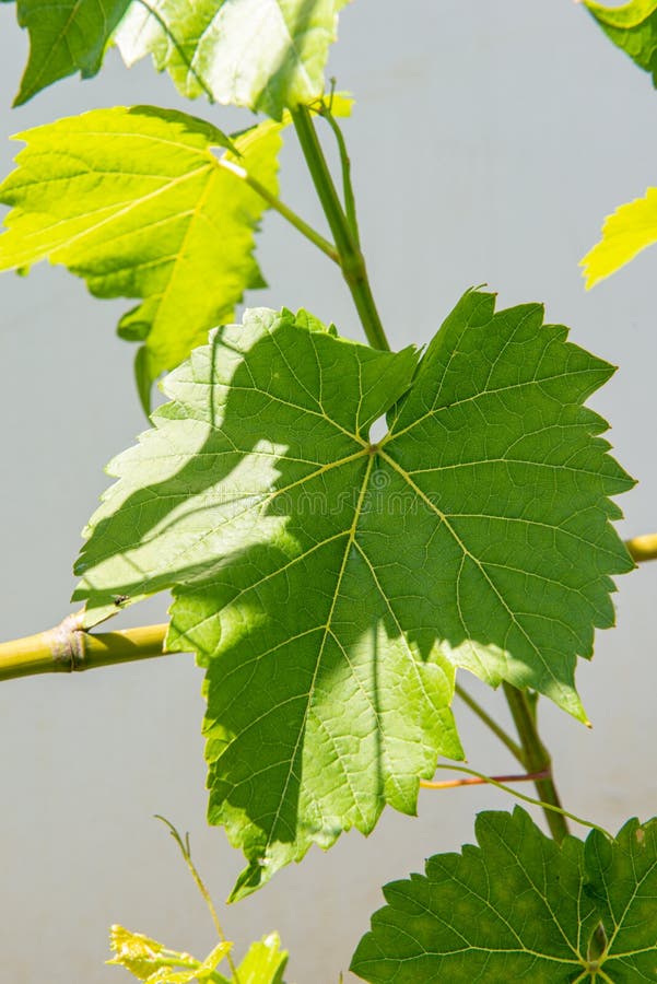 Small Fresh Green Leaves of Grapevine Stock Photo - Image of foliage ...
