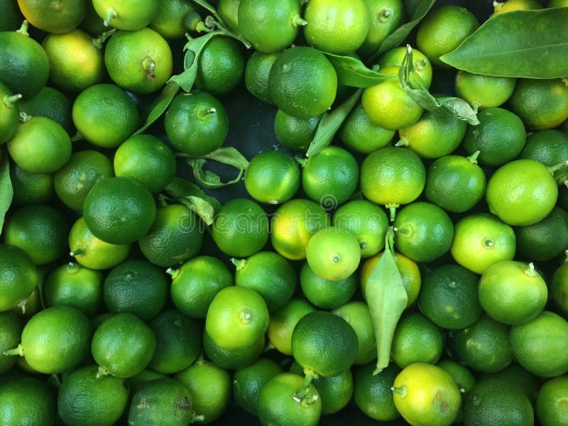 Small fresh green lime stock photo. Image of organic - 63088080