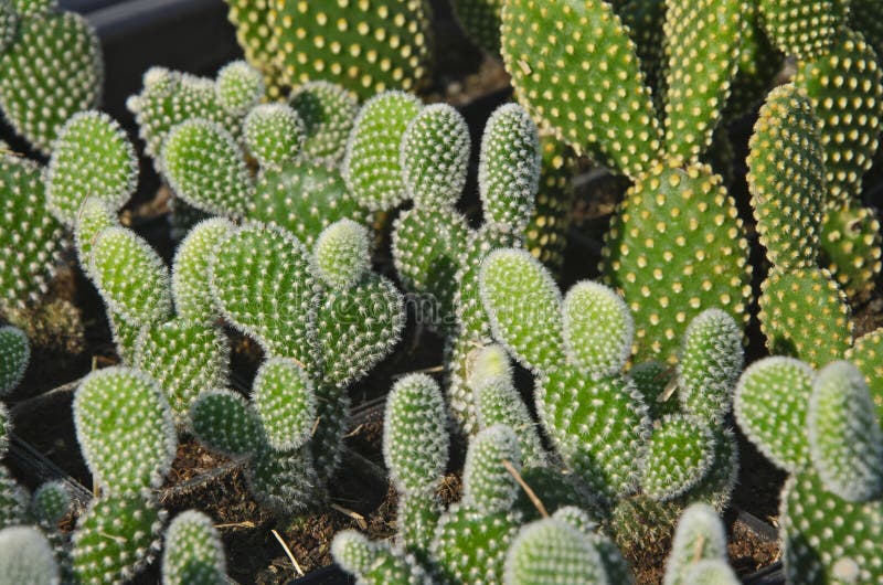 Small Fresh Green Monilaria Obconica Cactus in Light Stock Image ...