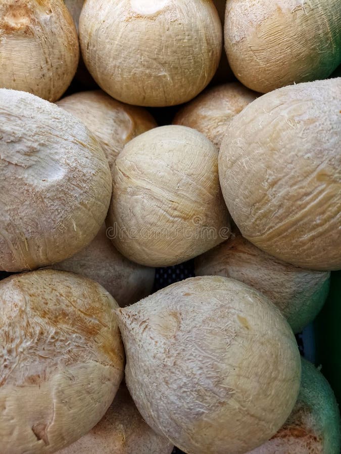 Small, Fresh and Nutritious Coconuts, Ready To Eat Stock Image - Image ...