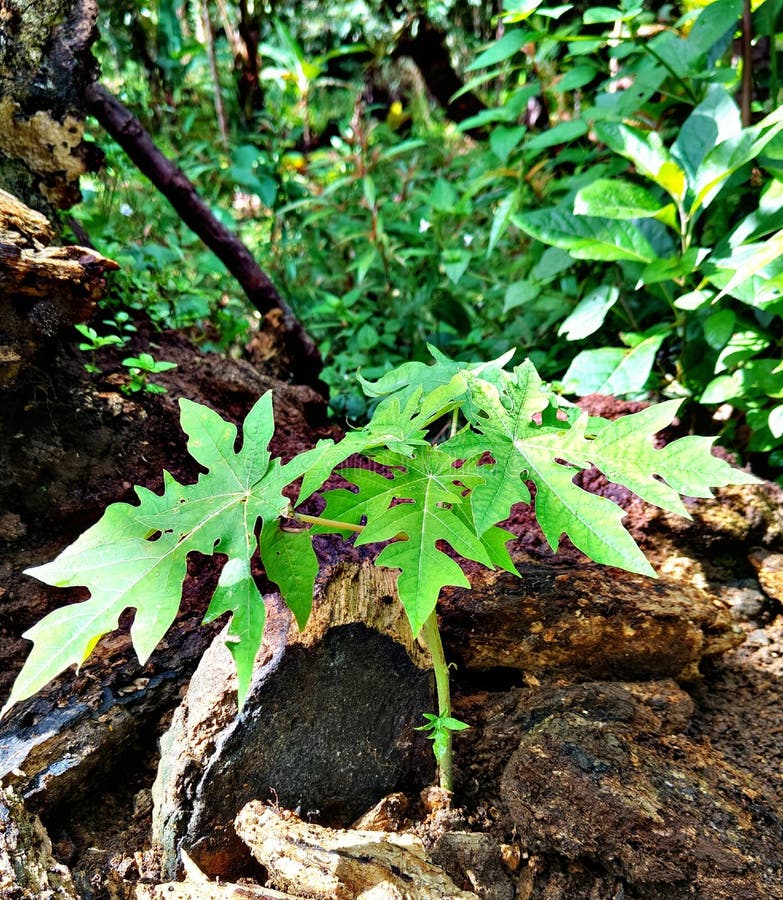 Small and Fresh Papaya Plant Seeds Stock Photo - Image of small, papaya ...