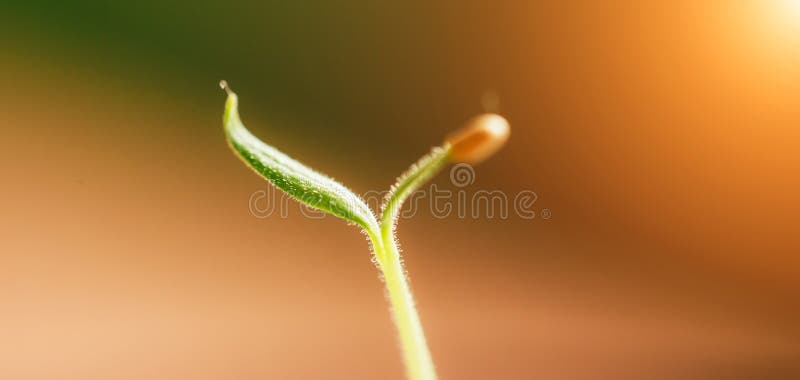 Small fresh seed shoot stock photo. Image of little - 175422338