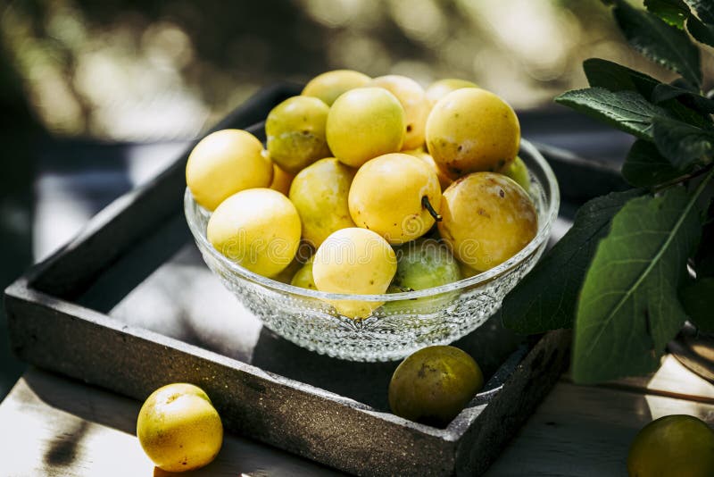 Freshly Picked Yellow Plums from the Garden Stock Photo - Image of ...