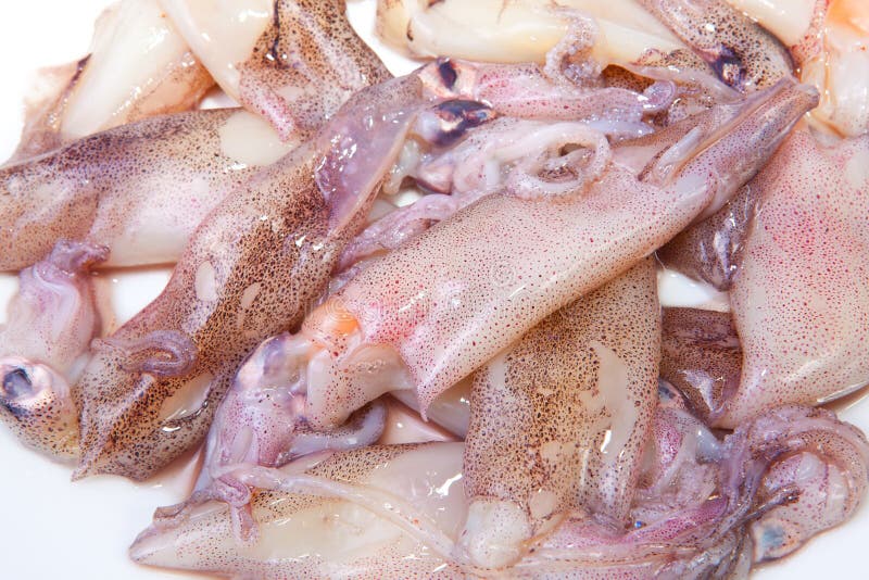 Small freshly squids stock image. Image of cuttlefish - 49988883