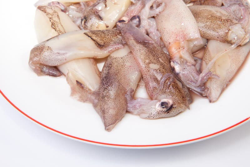 Small freshly squids stock photo. Image of fauna, small - 49988164