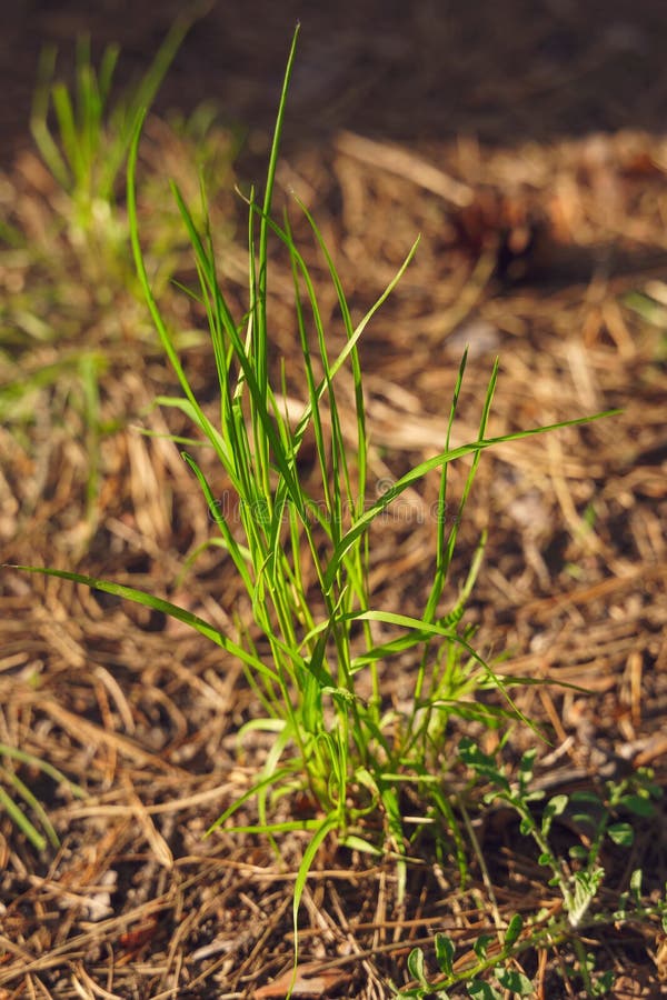 Small Freshness Green Grass Backgrounds Stock Photo - Image of needles ...