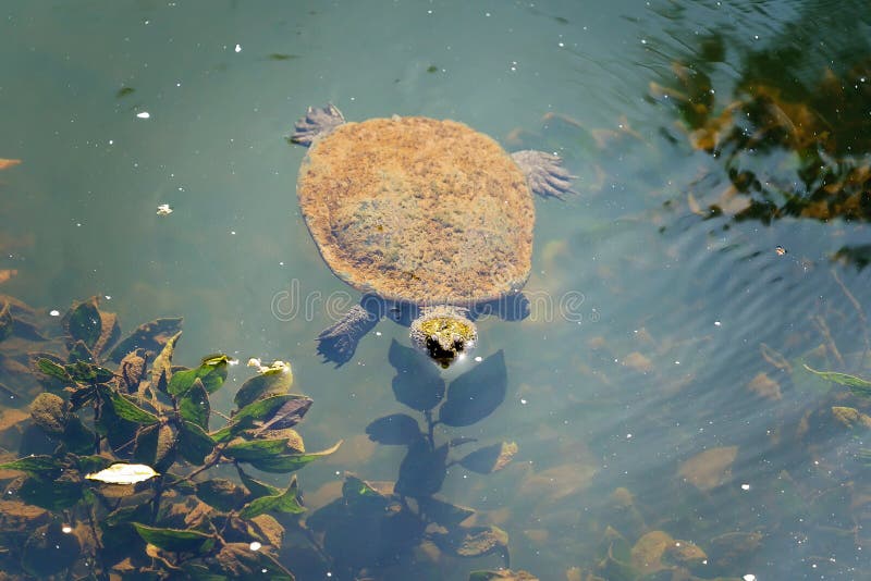 Small Freshwater Algae Covered Turtle Stock Image - Image of breathe ...