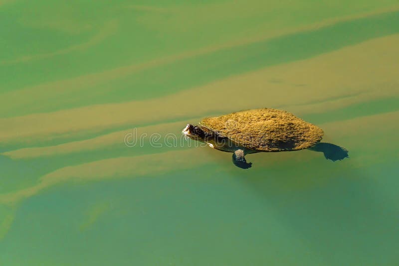 Small Freshwater Algae Covered Turtle Stock Image - Image of breathe ...