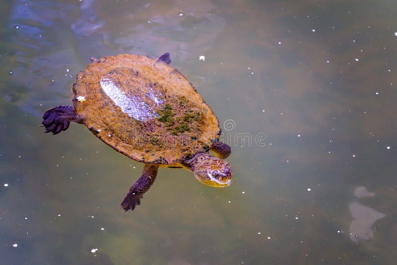 Small Freshwater Algae Covered Turtle Stock Image - Image of breathe ...