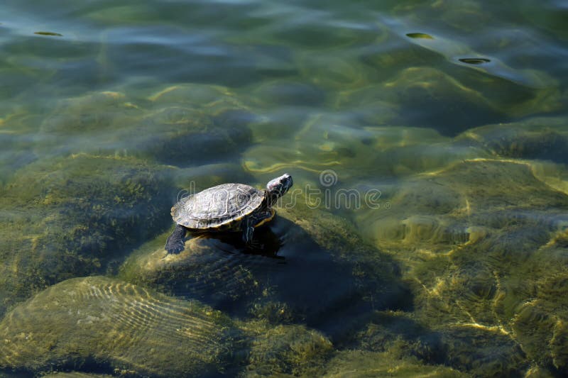 A Small Freshwater Turtle Basks in the Sun Stock Photo - Image of small ...