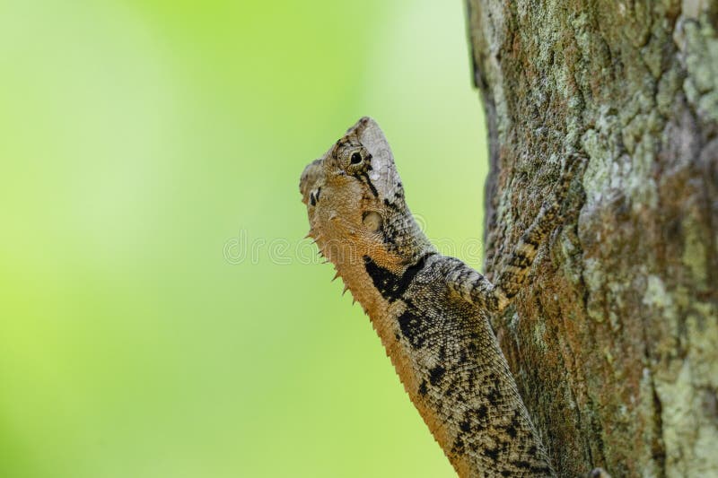 Small Frilled-neck Lizard on a Tree Trunk Stock Image - Image of sunlit ...