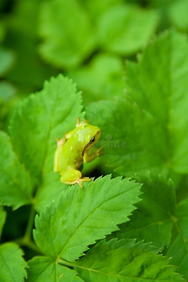 Small frog stock photo. Image of small, toad, wildlife - 11023550