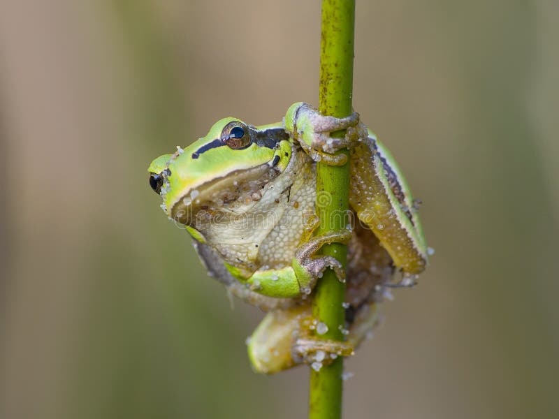 Small frog stock photo. Image of amphibian, nature, animal - 12984428