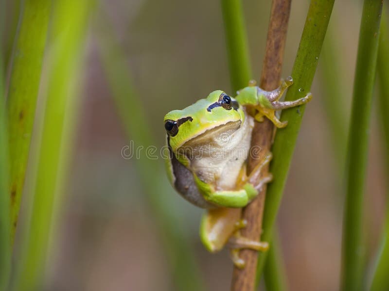 Small frog stock photo. Image of amphibian, animal, swamp - 12984458