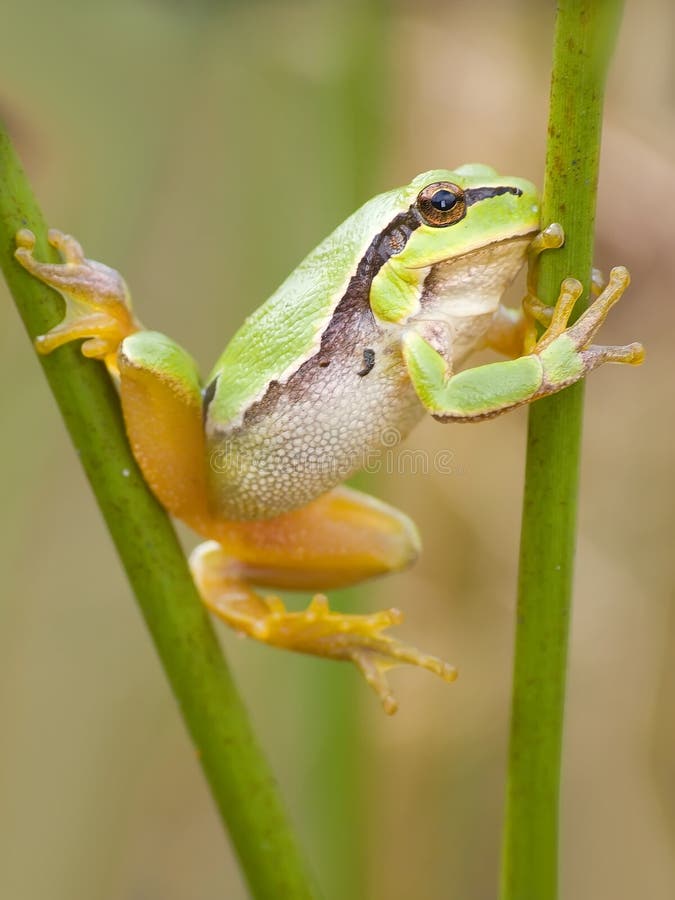 Small frog stock photo. Image of green, macro, frog, nature - 12984444
