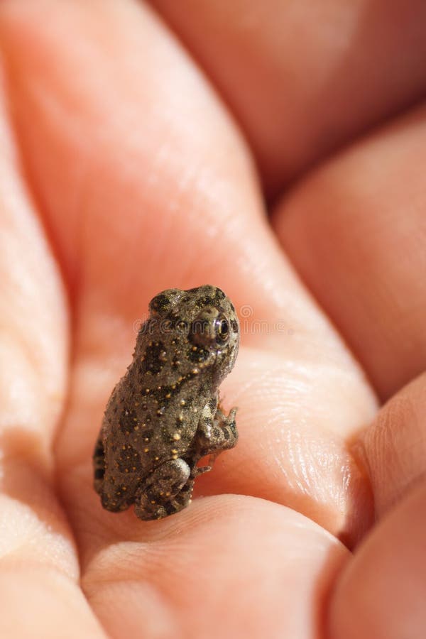 Small Frog Kingdom On A Lake Stock Photo - Image of fragment ...