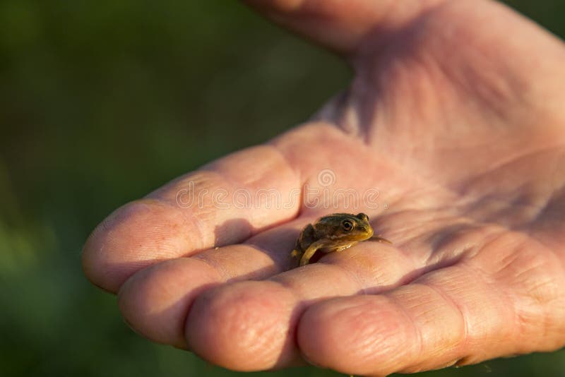 Small frog stock image. Image of animal, green, frog - 37718185