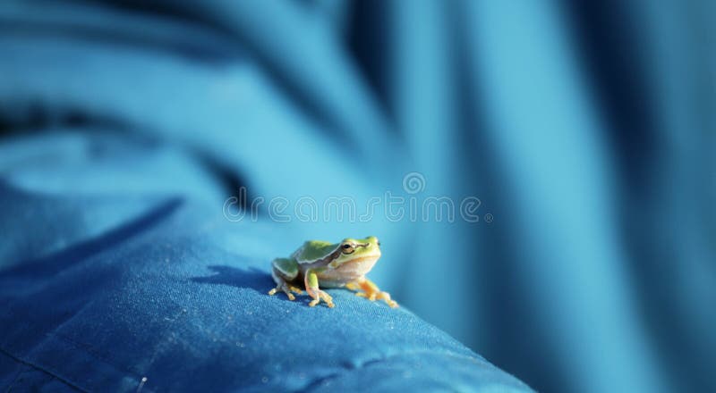 Small frog stock image. Image of wild, natural, macro - 54187711