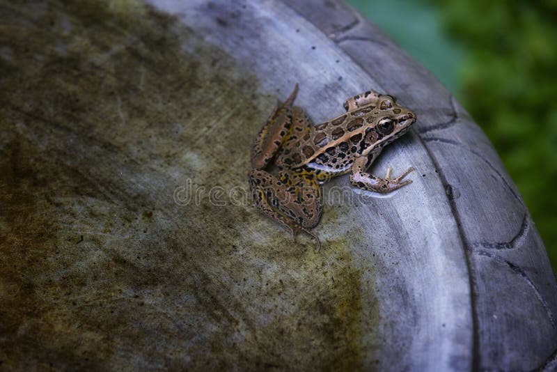 Small Frog in a Backyard Birdbath Stock Image - Image of eyes, water ...