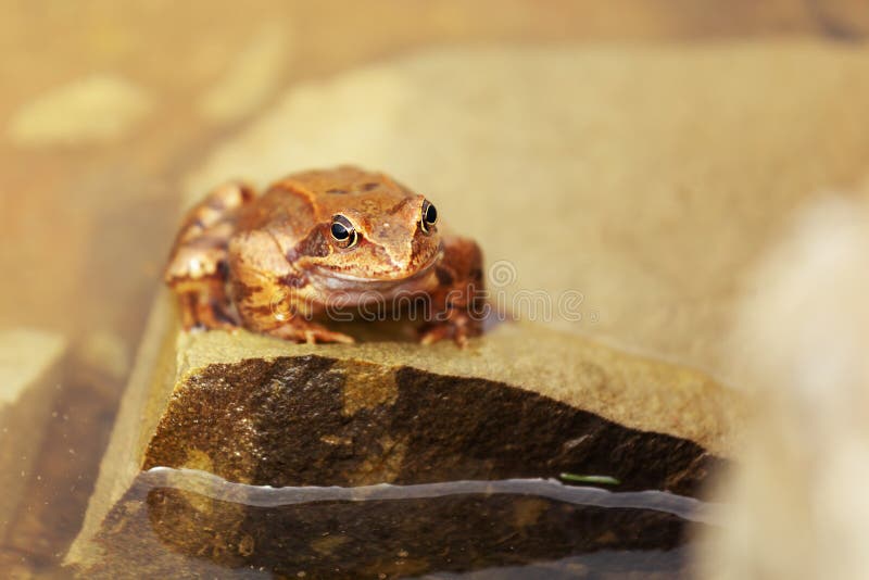Small frog on the bank stock photo. Image of frog, stone - 247003156