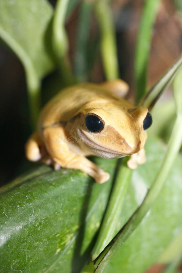 Small frog stock image. Image of frog, close, green, small - 53866981