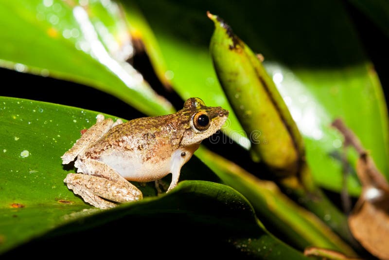 Small Frog at Big Leaf in Rainforest Stock Image - Image of close ...