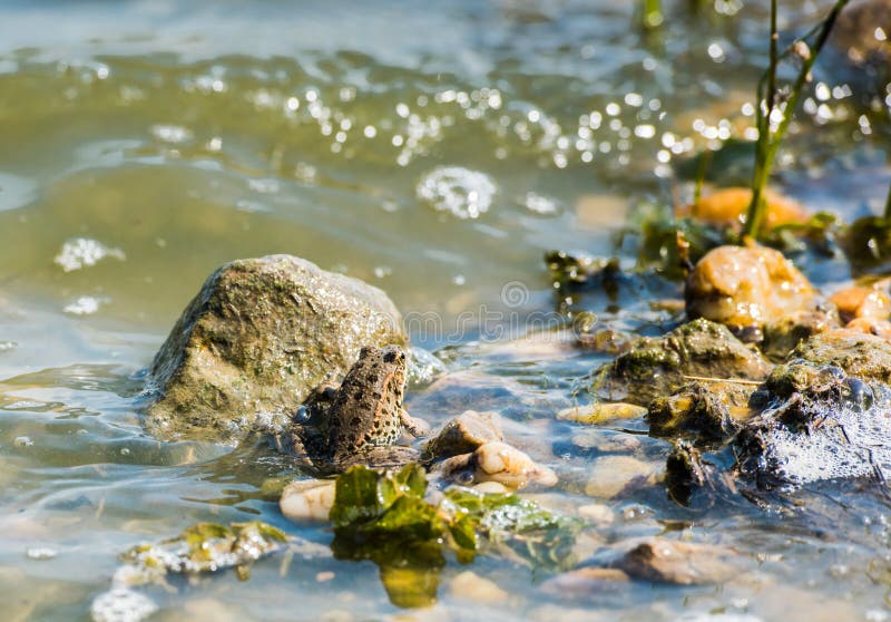 Small Frog stock photo. Image of swamps, small, stone - 80180248
