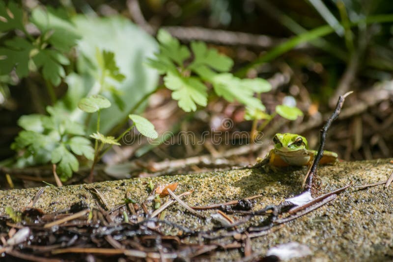Small Frog on the Edge Fall Curb Stock Photo - Image of cone, living ...