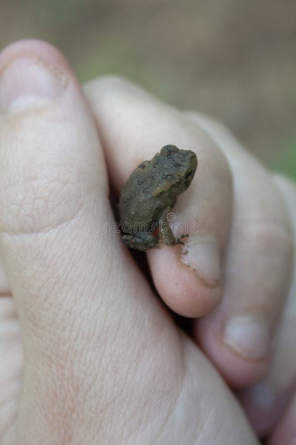 Small Frog in Hand stock image. Image of wilderness - 225473477