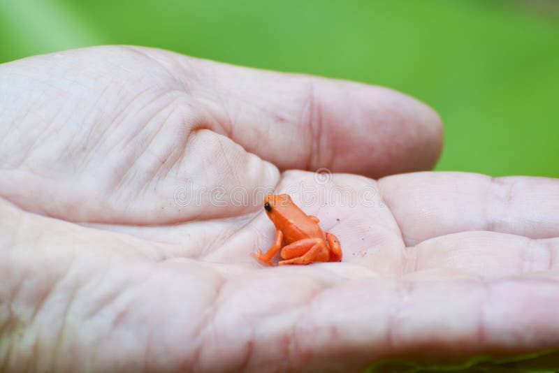 Small Frog on Hand, Golden Mantella Stock Photo - Image of colorful ...