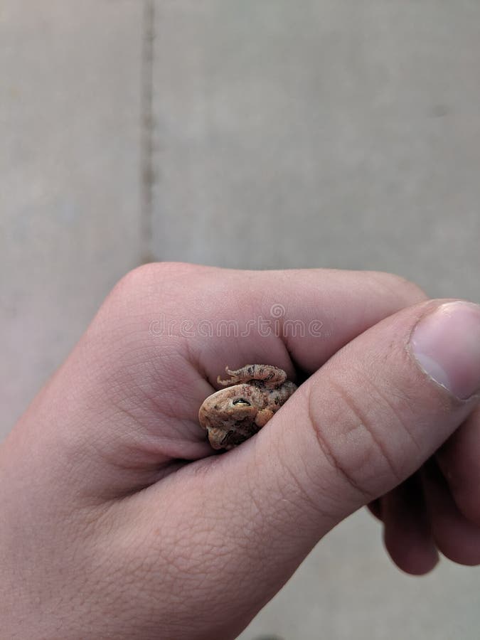 Small frog in hand stock photo. Image of small, frog - 165695402