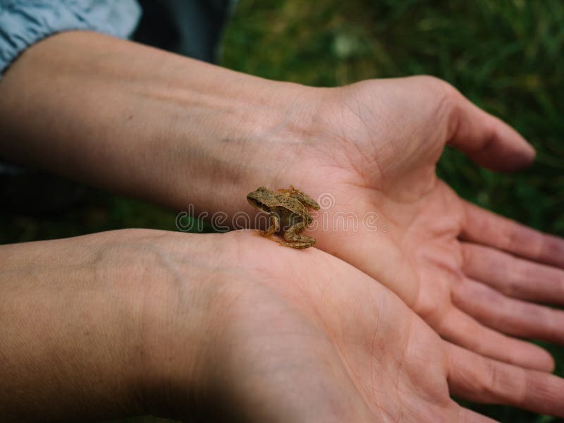 A Small Frog on the Hands of Girls Stock Photo - Image of childhood ...