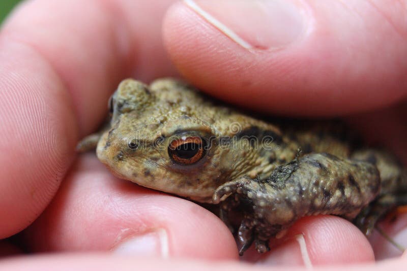 Frog on hand stock image. Image of pond, warts, fingers - 78207809