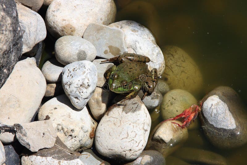 Small Frog Just Jumped on the Rocks. Stock Image - Image of animal ...