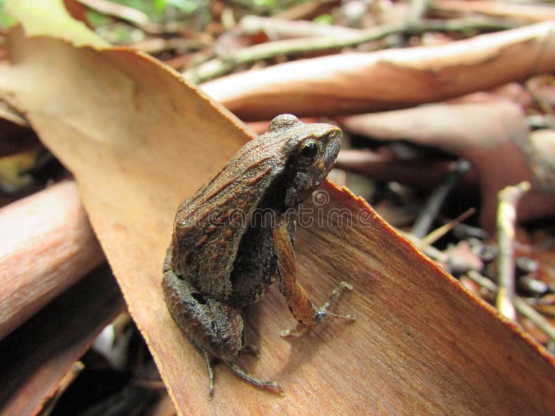 Small Frog on a Litter in a Forest Stock Photo - Image of litter ...