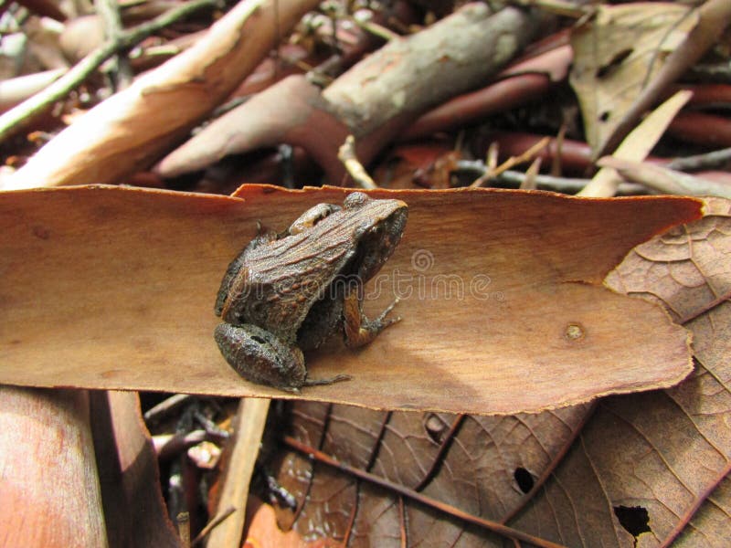 Small Frog on a Litter in a Forest Stock Photo - Image of rainforest ...