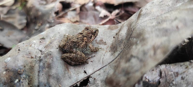 A Small Frog that Lives in the Forest. Stock Photo - Image of small ...