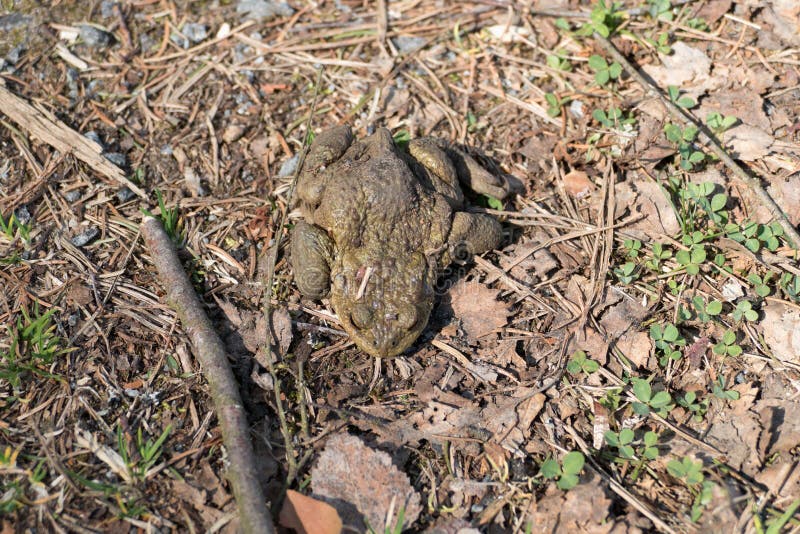 Small frog in the nature stock image. Image of bufo - 186463765