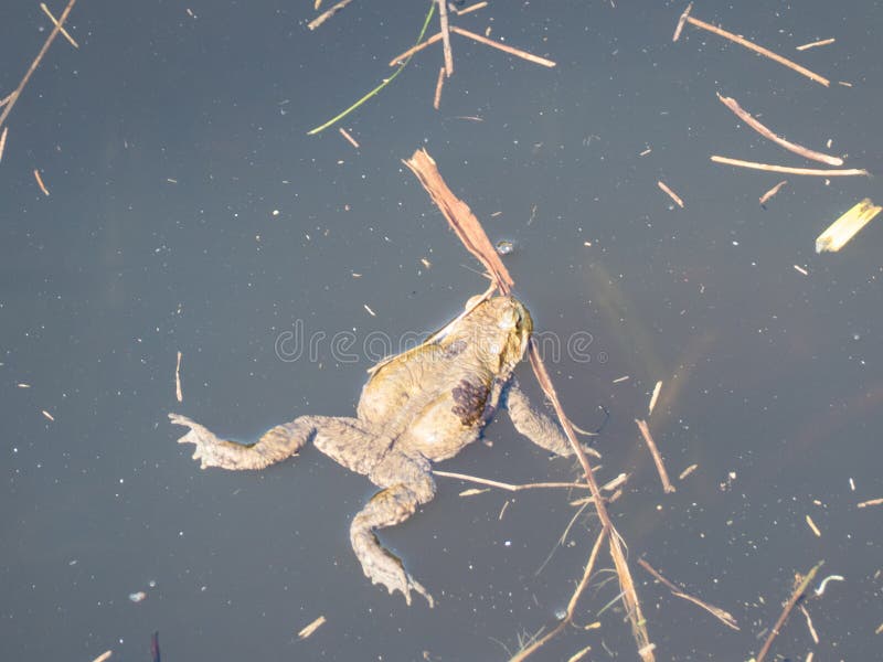 Small frog in the nature stock photo. Image of czech - 186463946