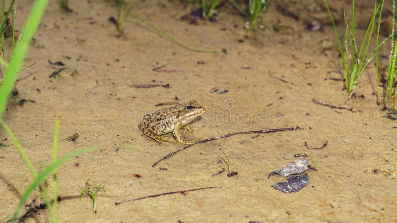 Small frog stock image. Image of animal, outdoor, wild - 100817607