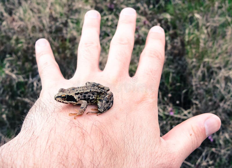 Frog on hand stock image. Image of grass, close, finger - 252274135