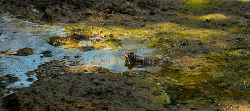 Small Frog Peeking Out of the Mud of a River Stock Image - Image of ...